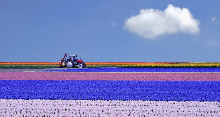 Dutch Flower Group optimiza el comercio de las flores gracias a los datos