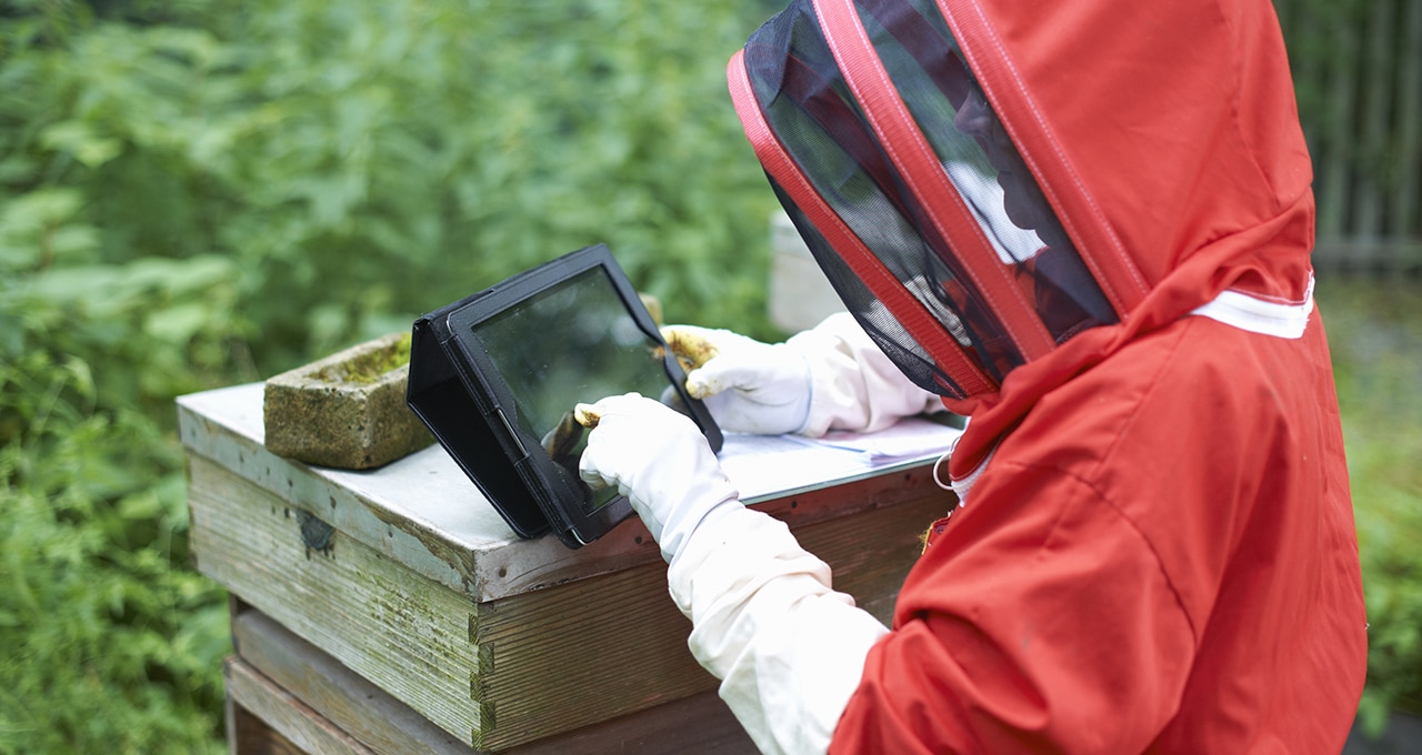 Connected beehives come to the rescue of bees Connected beehives come ...