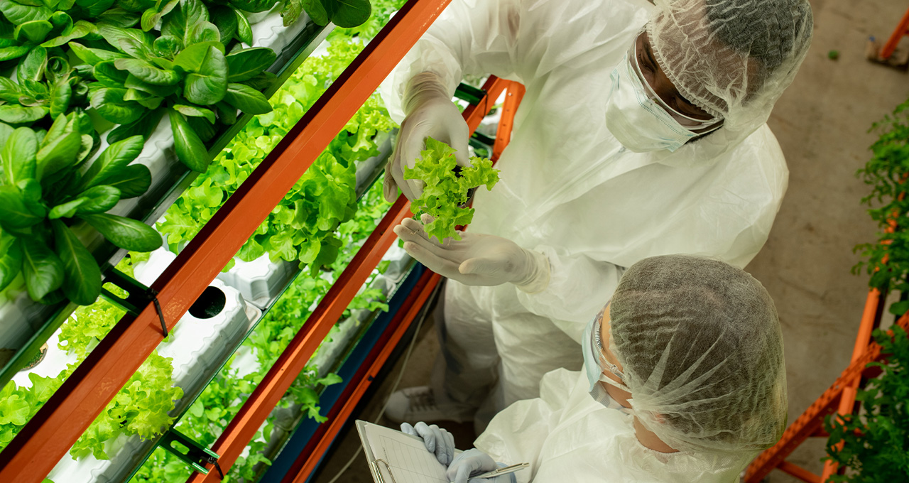 GoodLeaf Farms prepares for the launch of two new vertical farms with ...