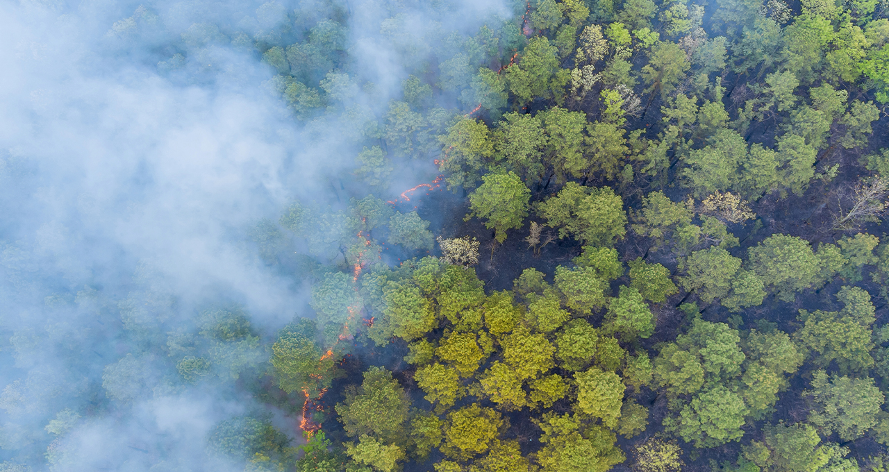 A solution to predict forest fires and floods